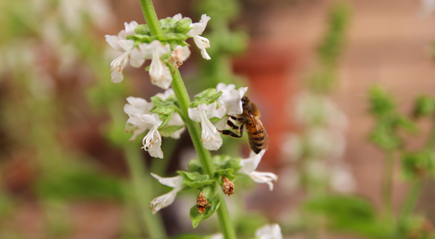 Healthy food and health: The role of pollinators and urban gardening ...