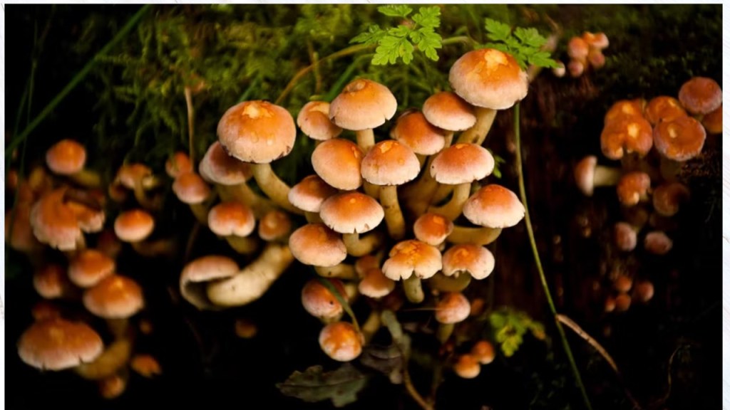 mycoforestry_photo – Sustainable RDN